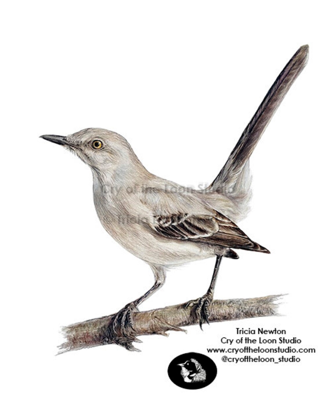 Mockingbird Original Colored Pencil Drawing Print - Etsy