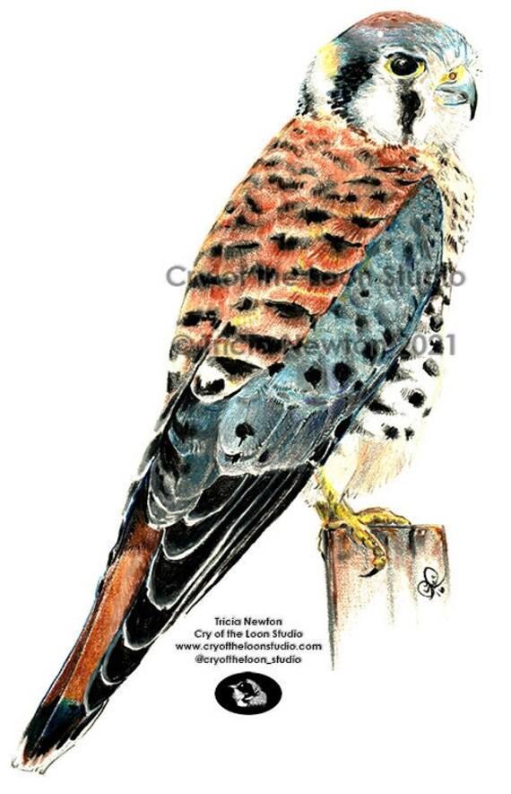 American Kestrel Original Colored Pencil Art Print | Etsy