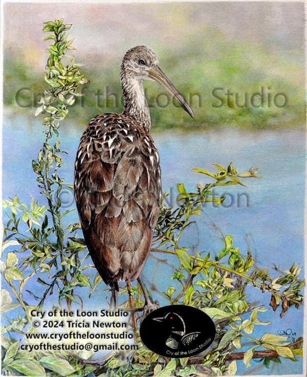 Original Limpkin Colored Pencil Drawing Art Reproduction - Etsy