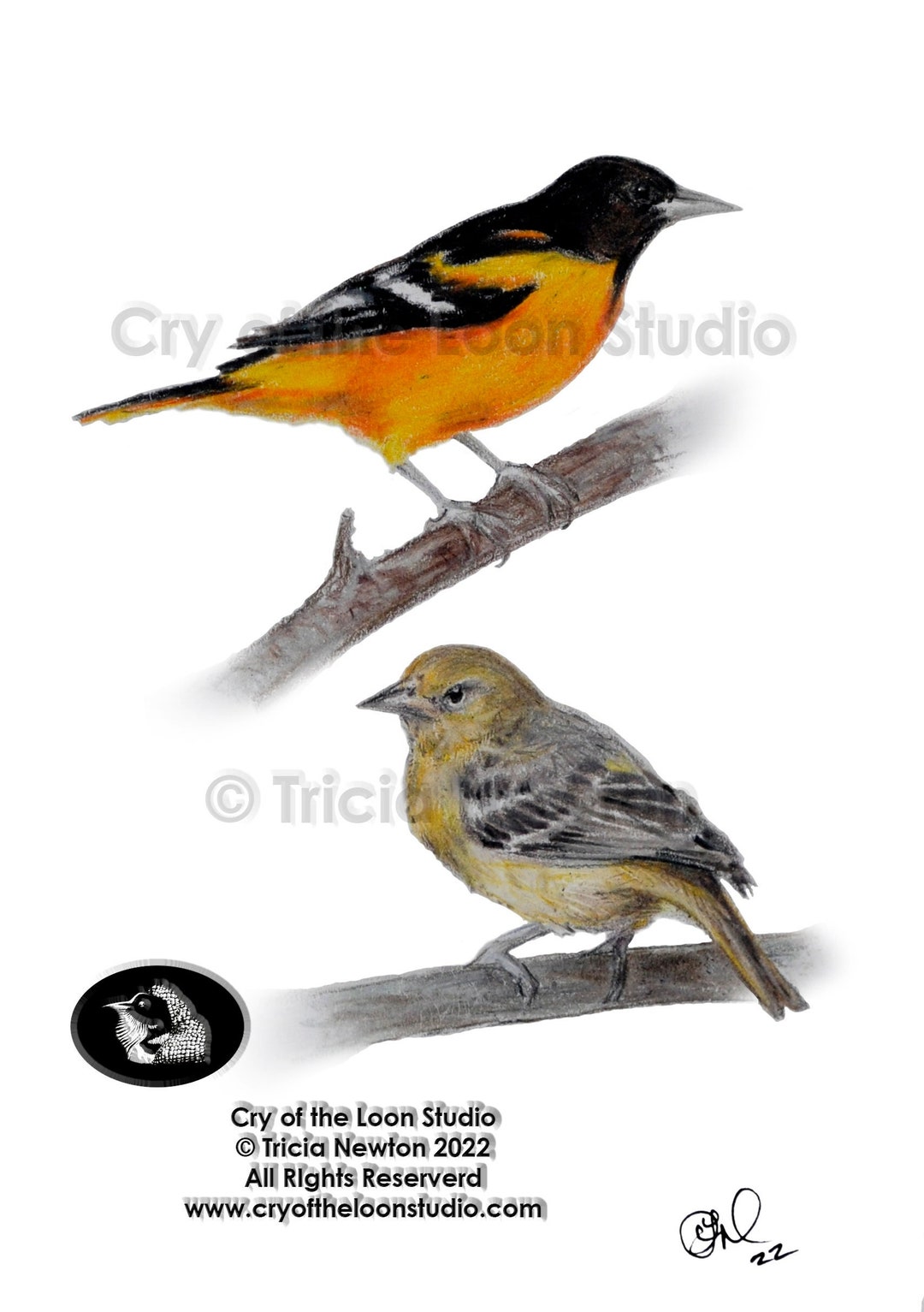 Baltimore Orioles Pair Original Colored Pencil Drawing Print - Etsy