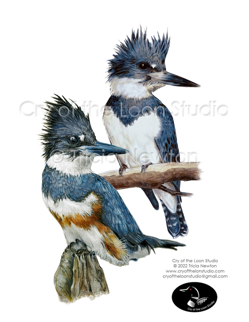 Original Pair of Belted Kingfishers Colored Pencil Drawing Reproduction ...