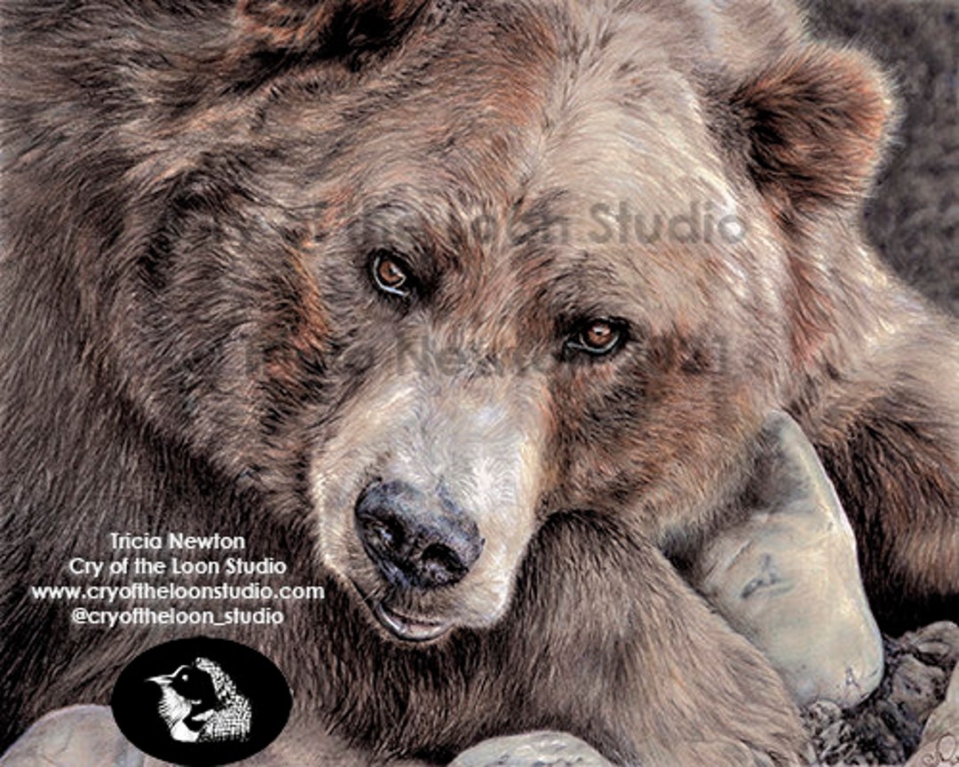 Pencil Drawings Of Grizzly Bears