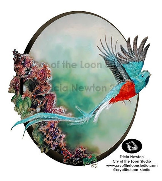 Quetzal Flying Drawing