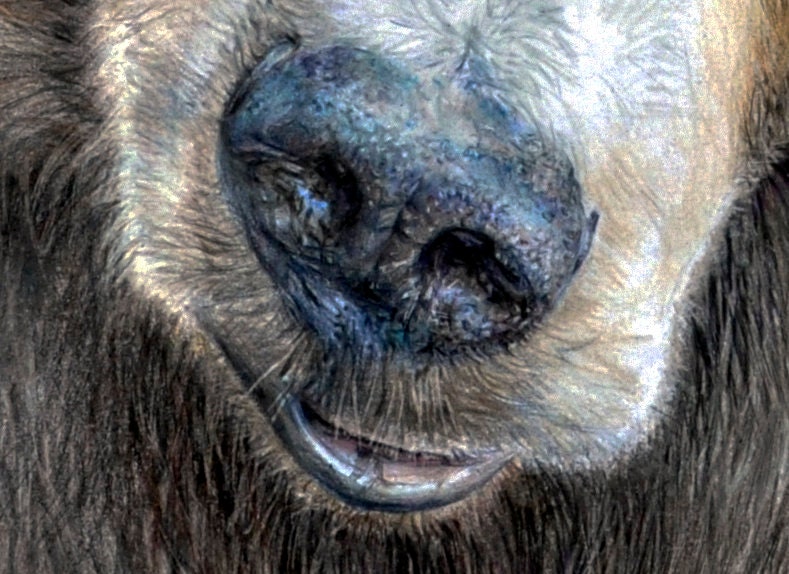 Grizzly Bear Original Colored Pencil Art Print - Etsy