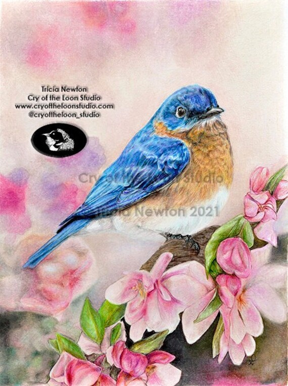 Eastern Bluebird Original Colored Pencil Art Print | Etsy