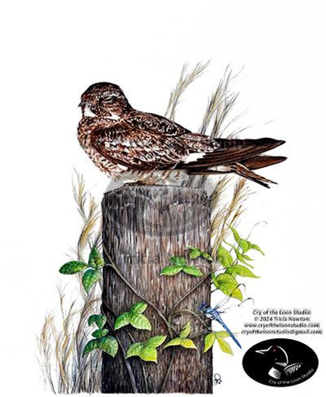 Common Nighthawk Colored Pencil Drawing Reproduction - Etsy