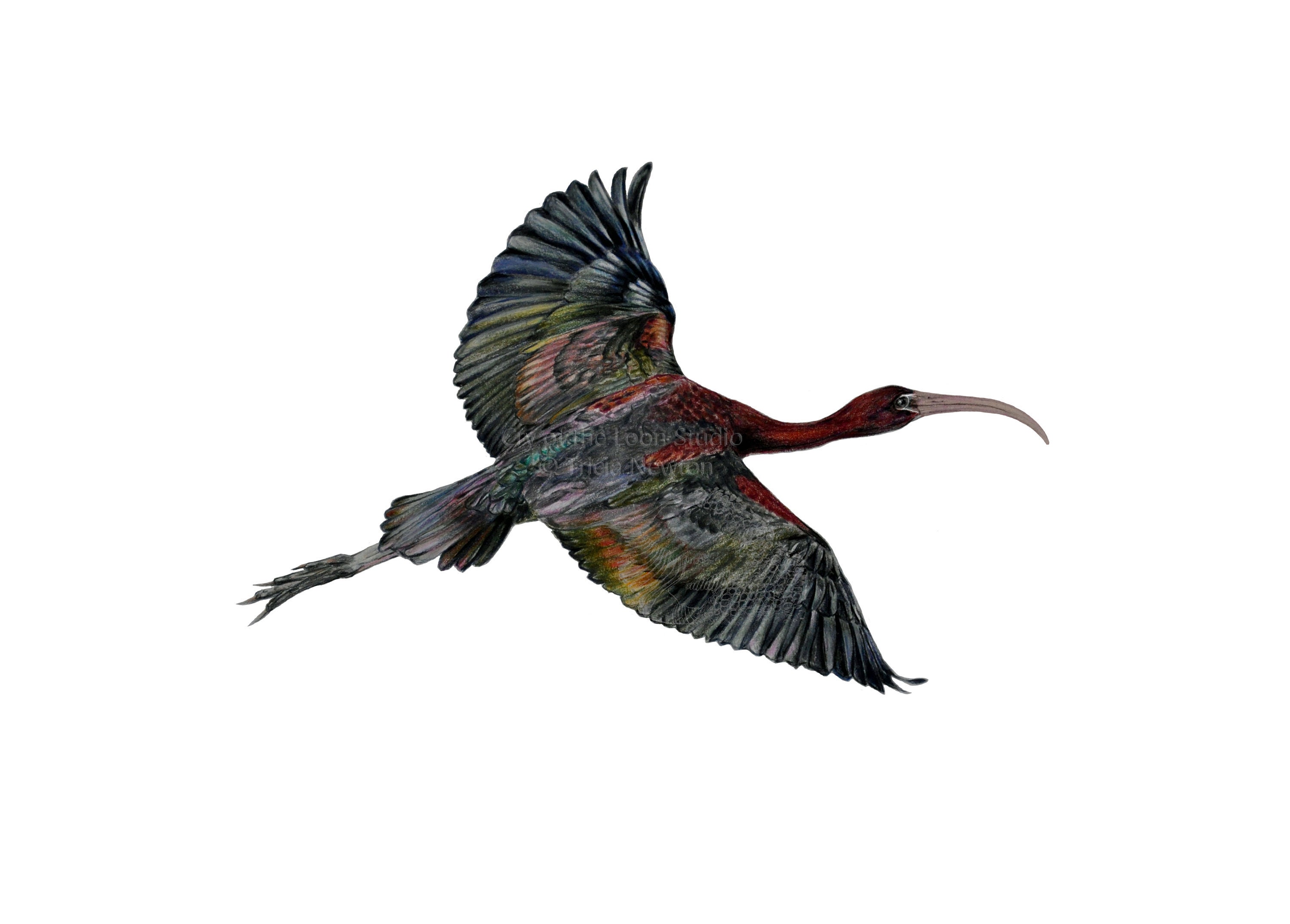 Realistic Glossy Ibis original colored pencil art print | Etsy