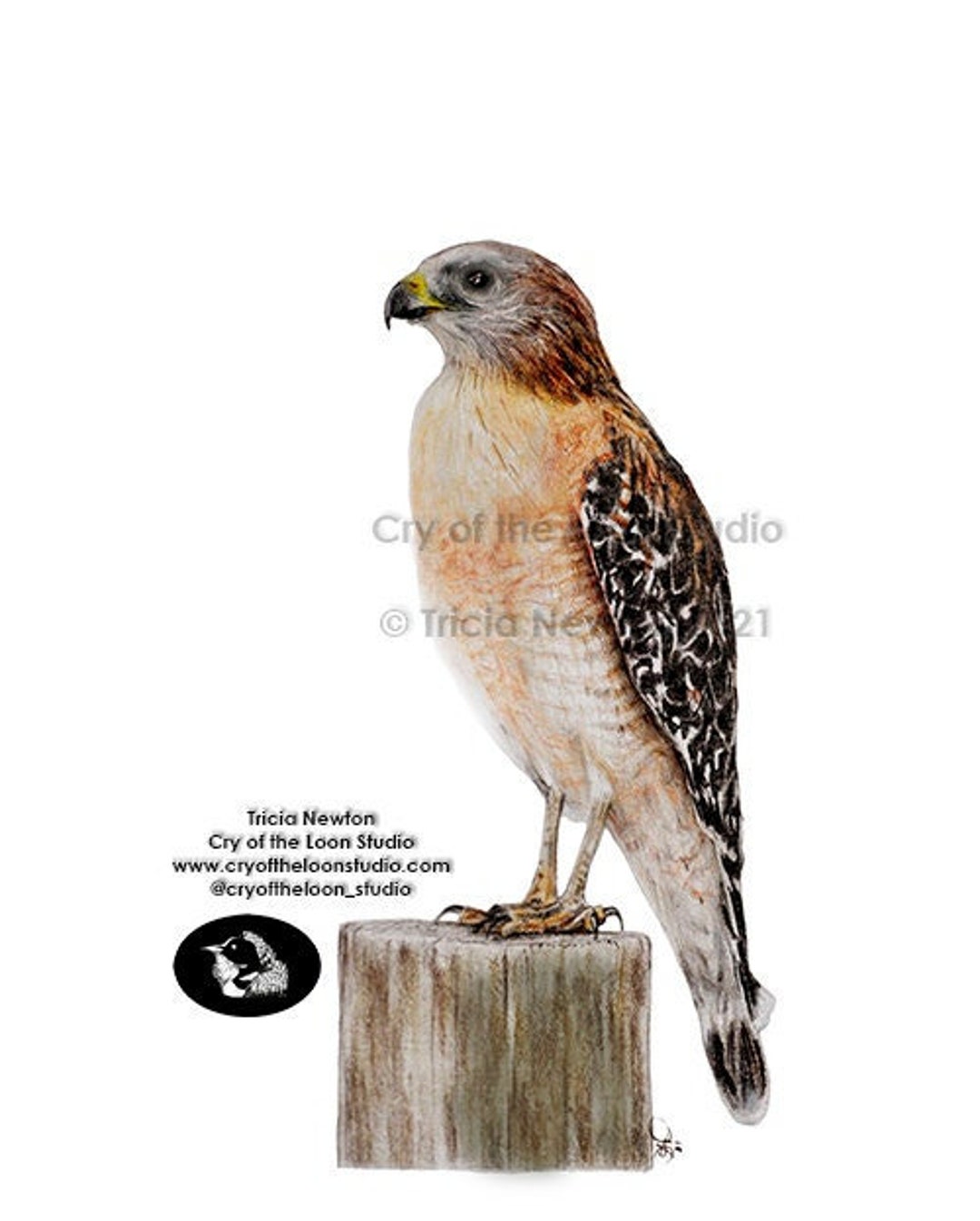 Red Shouldered Hawk Original Colored Pencil Drawing Print - Etsy