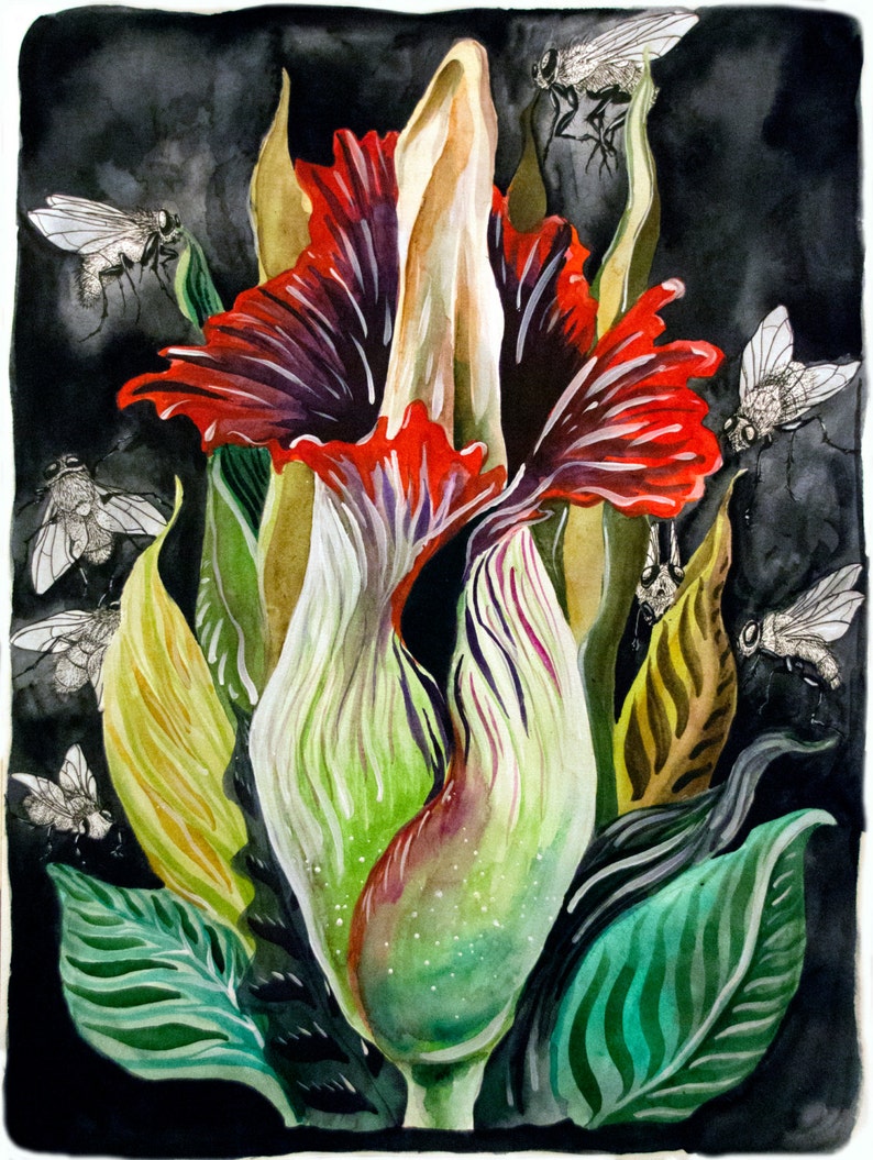 Titan Arum: Corpse Flower, Watercolor Giclee Art Print, Botanical ...