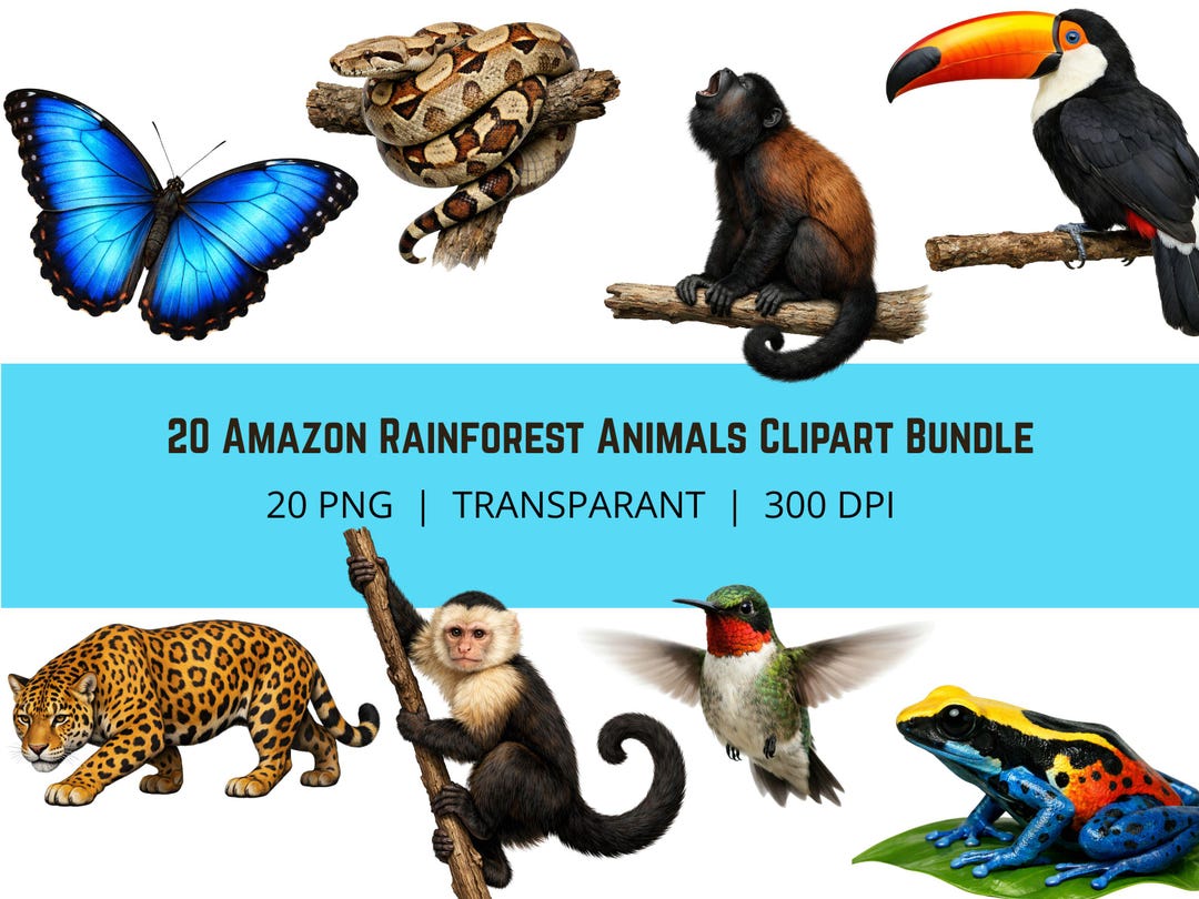Amazon Rainforest Animals PNG Bundle, Jungle Animals Clipart, Wildlife ...