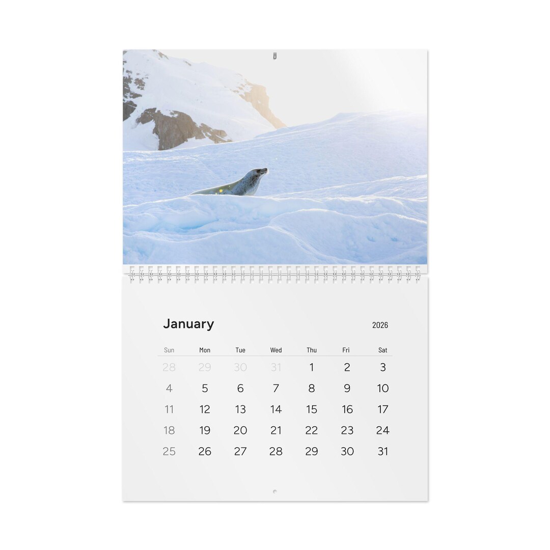 Seals of Antarctica Wall Calendar 2026 - Etsy