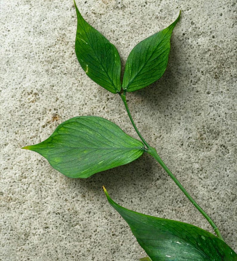 1 Hoya Polyneura Live Plant – Fishtail Hoya Rare Wax Plant Indoor ...