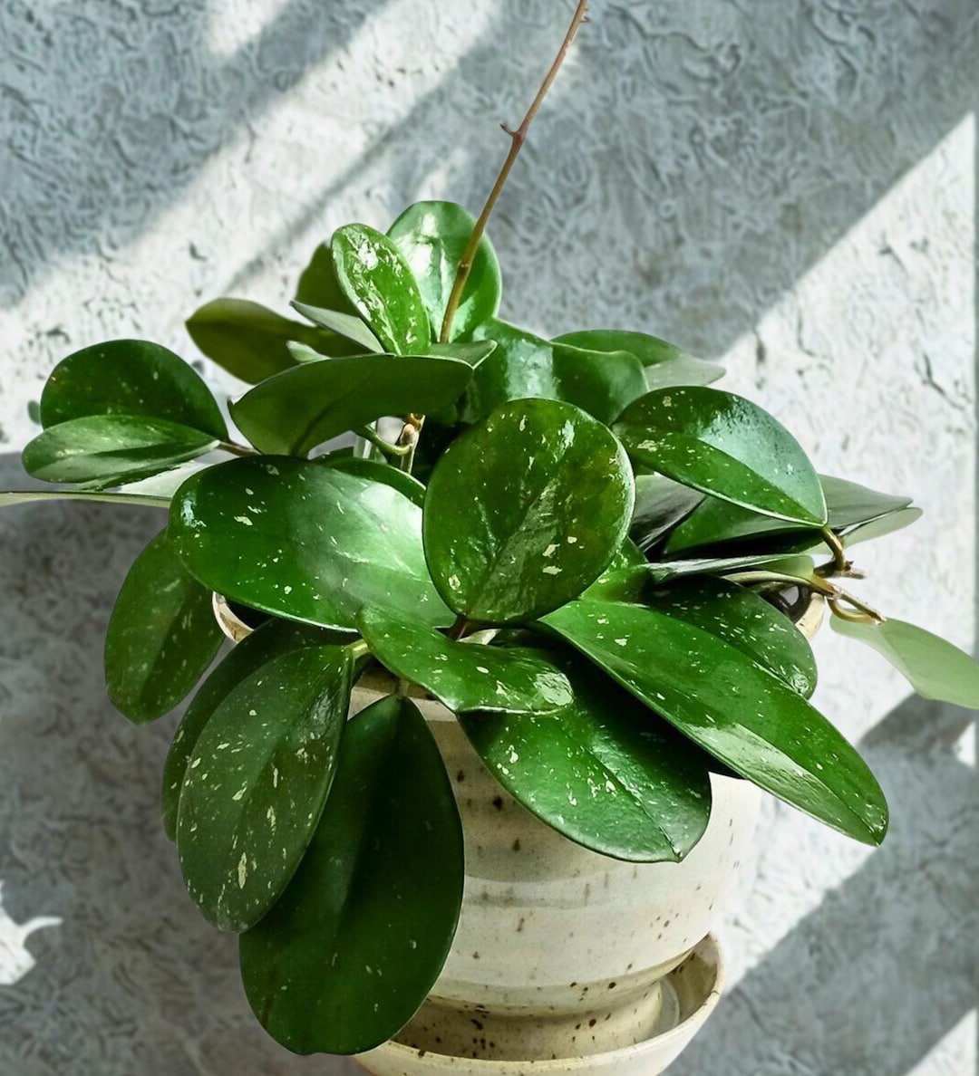 1 Hoya Obovata Splash Live Plant – Round Leaf Wax Plant With Silver ...
