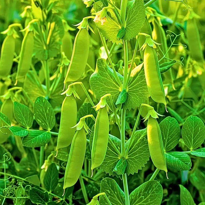 50 Oregon Sugar Pod Pea Seeds – Heirloom Snap Vegetable Garden Planting ...