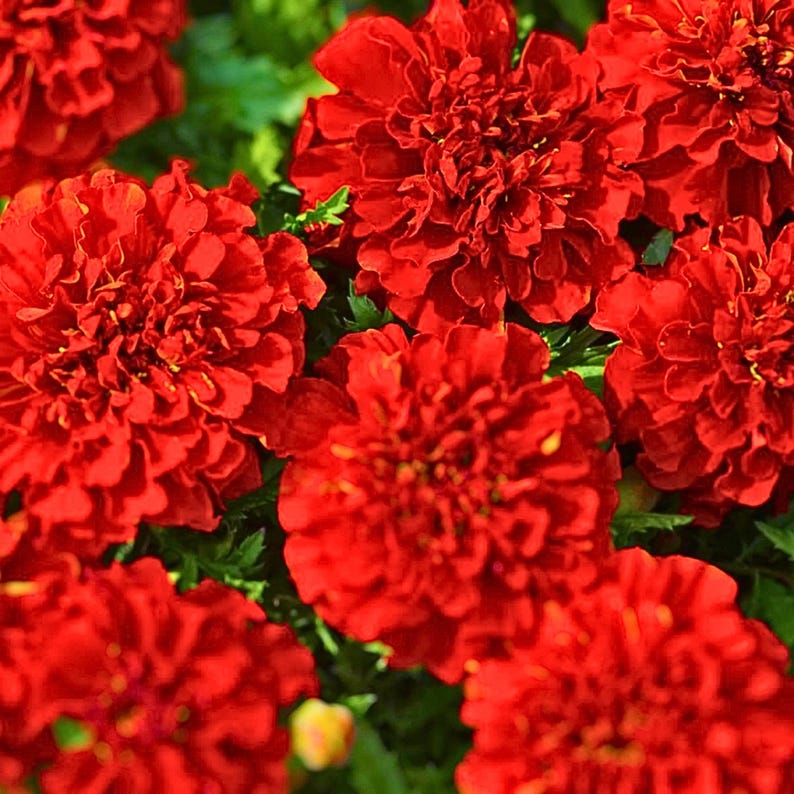25 French Fireball Marigold Seeds | Red & Gold Bicolor Blooms - Etsy