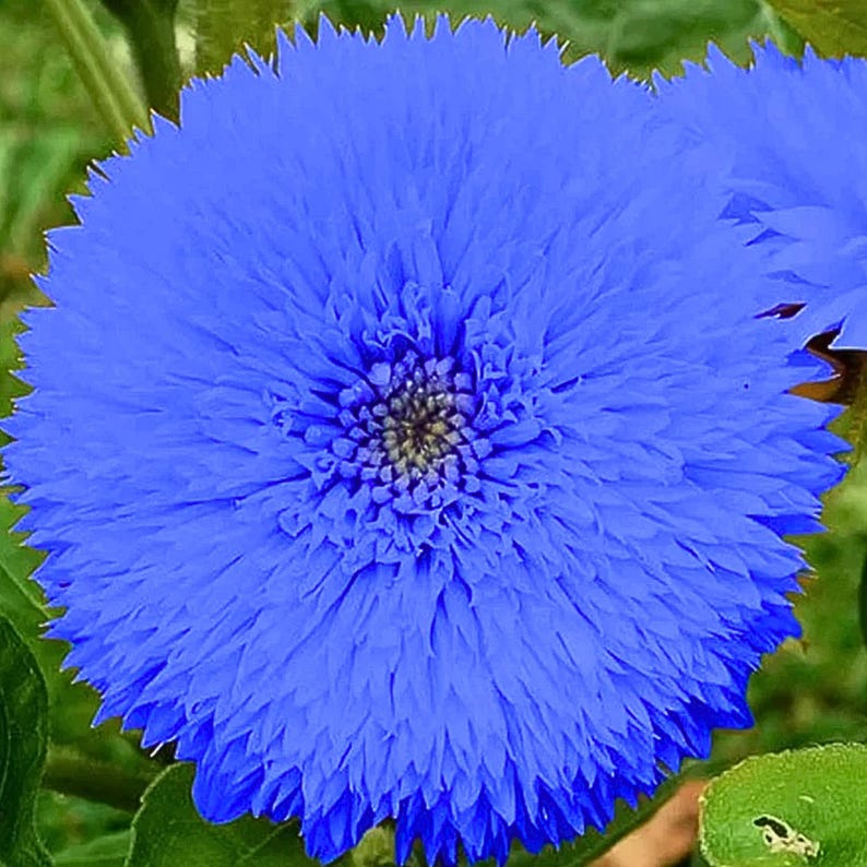 50 Blue Teddy Bear Sunflower Seeds – Purple-blue Blooms - Etsy