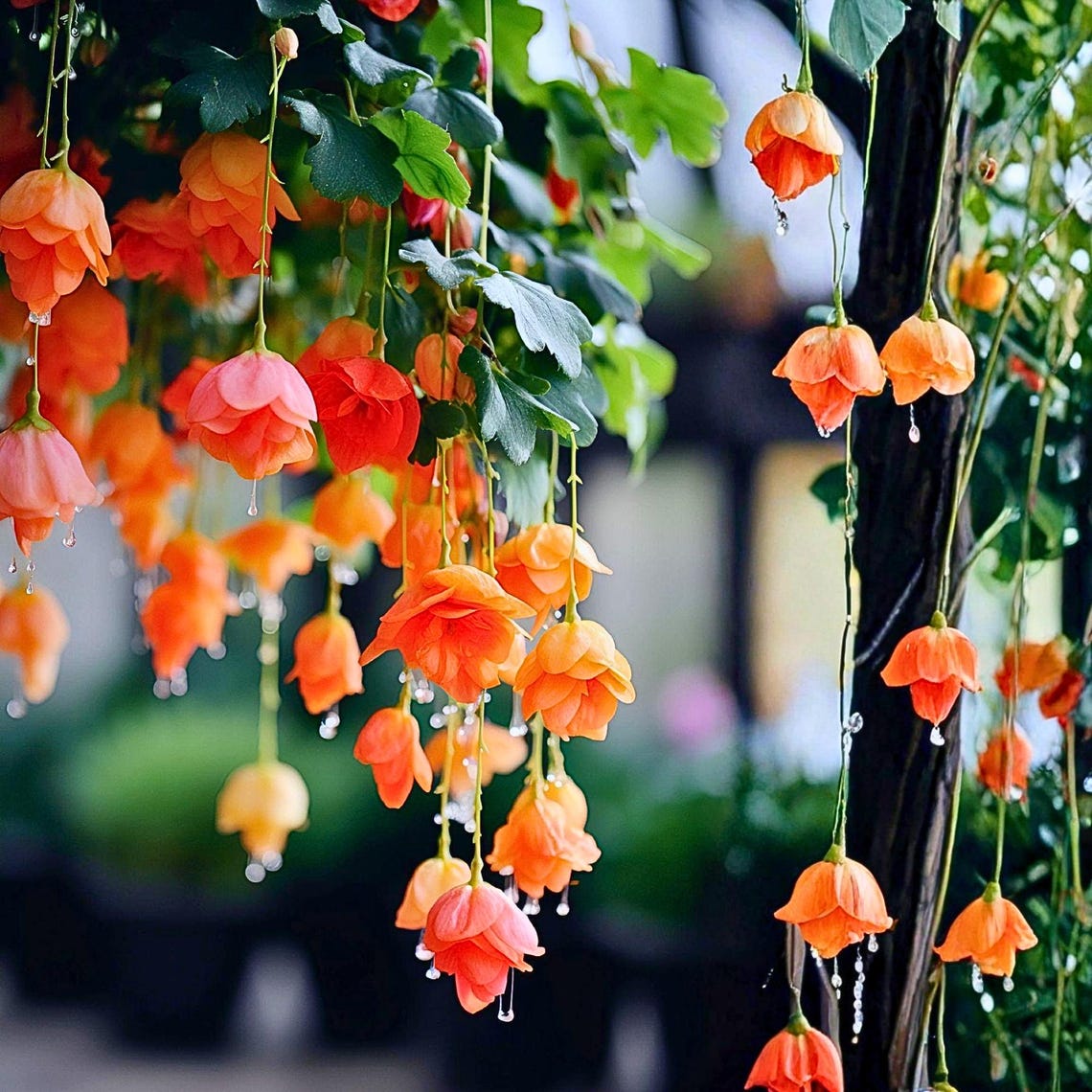 25 Orange Weeping Begonia Seeds | Cascading Blooms for Hanging Baskets ...