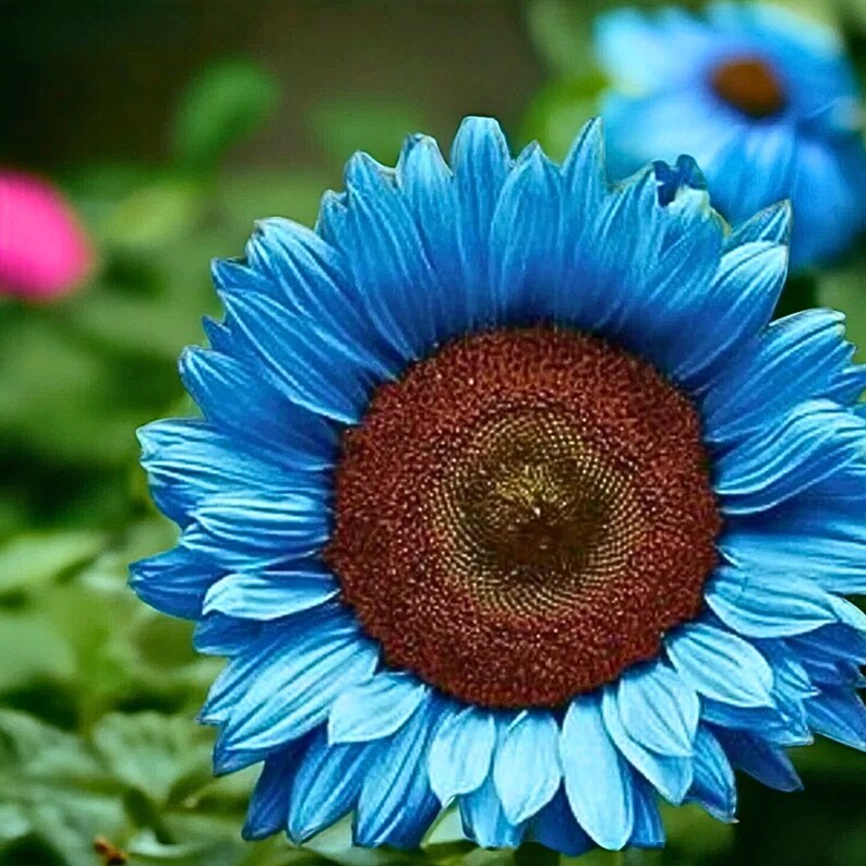 50 Midnight Oil Sunflower Seeds | Dark Blue Ornamental Blooms - Etsy