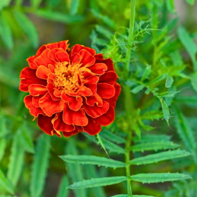 25 French Fireball Marigold Seeds | Red & Gold Bicolor Blooms - Etsy