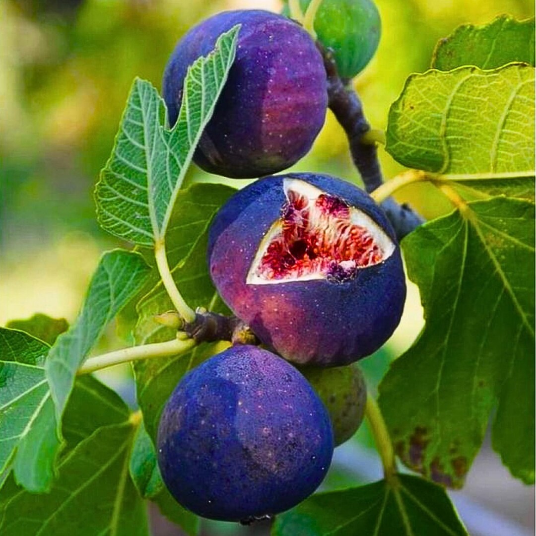 100 Texas Blue Giant Fig Seeds | Home Garden Planting - Etsy