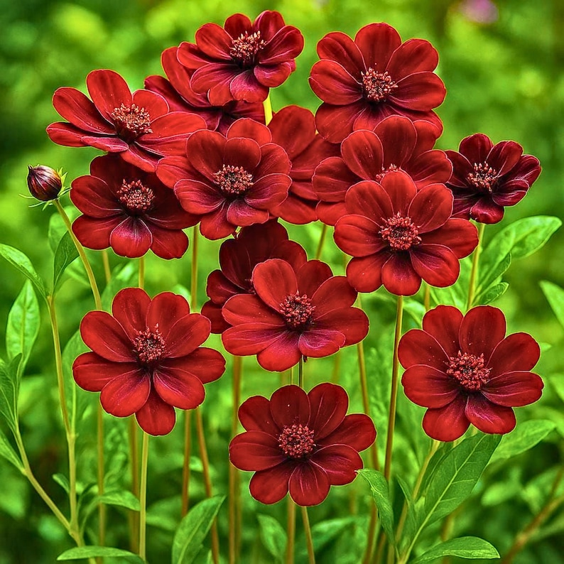 200 Chocolate Cosmos Seeds – Cosmos Atrosanguineus Type for Garden ...