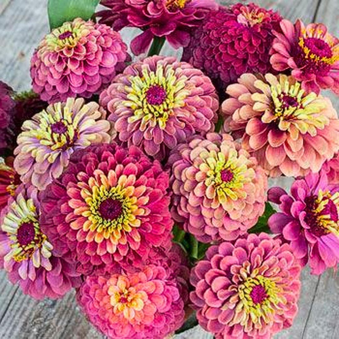 100 Queen Lime Red Zinnia Seeds for Garden Planting | Lime Green & Red ...