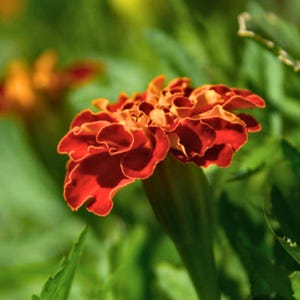 25 French Fireball Marigold Seeds | Red & Gold Bicolor Blooms - Etsy