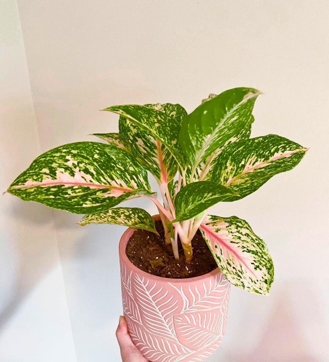1 Aglaonema Firework Live Plant – Chinese Evergreen Houseplant in 3 ...