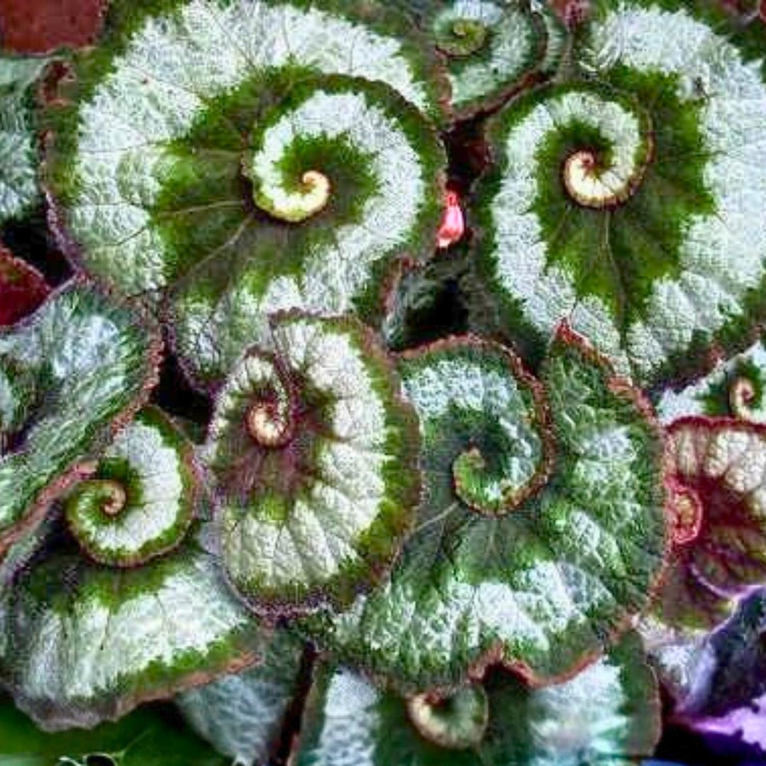 25 Escargot Begonia Seeds | Spiral Leaf, Shade Garden - Etsy