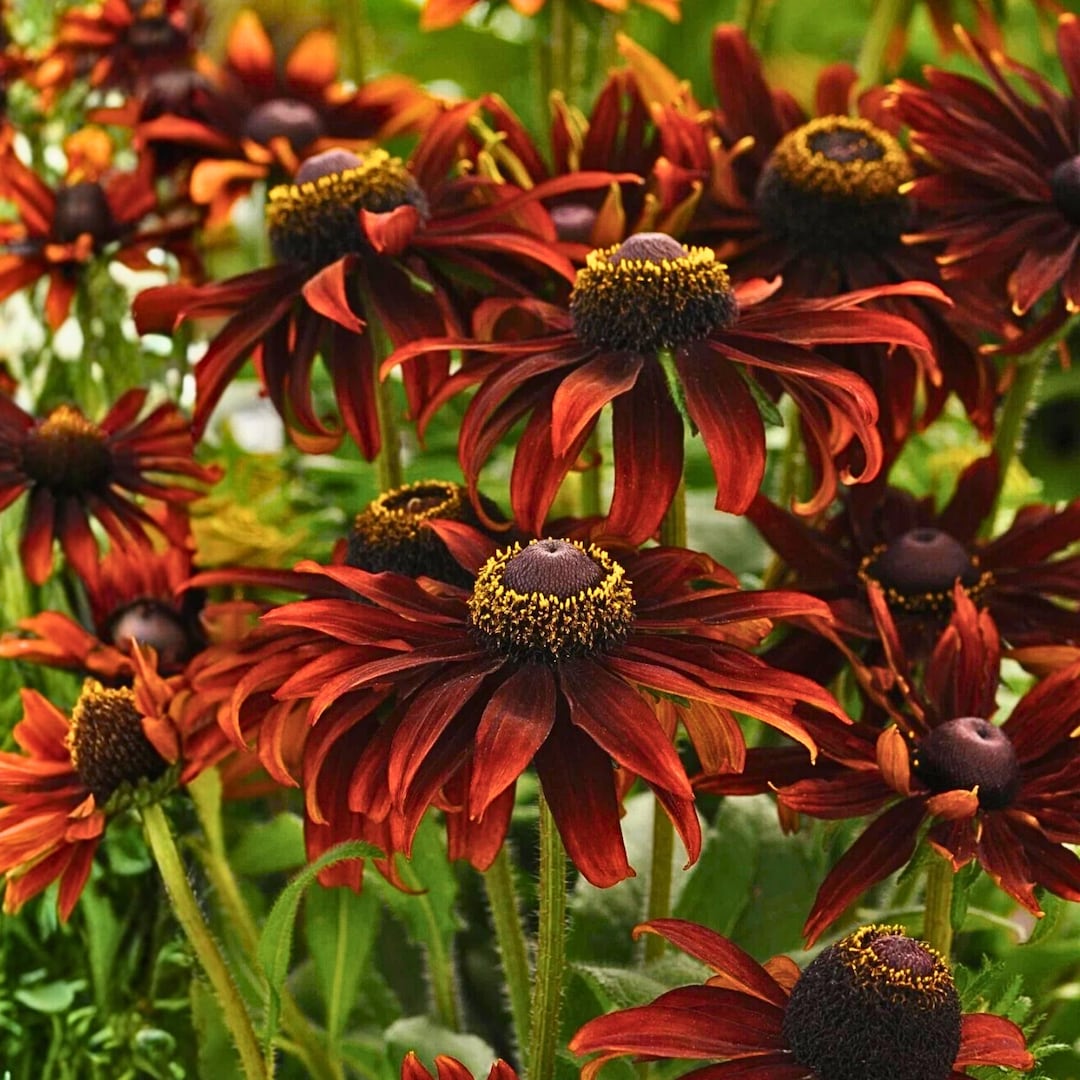 200 Moreno Rudbeckia Seeds | Warm-toned Black Eyed Susan - Etsy