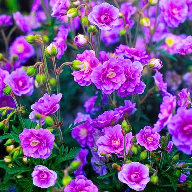 25 Plenum Geranium Seeds for Garden Planting | Double Bloom Geranium ...