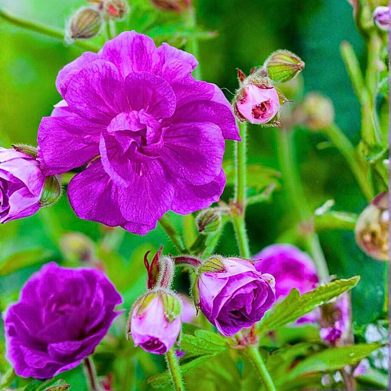 25 Plenum Geranium Seeds for Garden Planting | Double Bloom Geranium ...