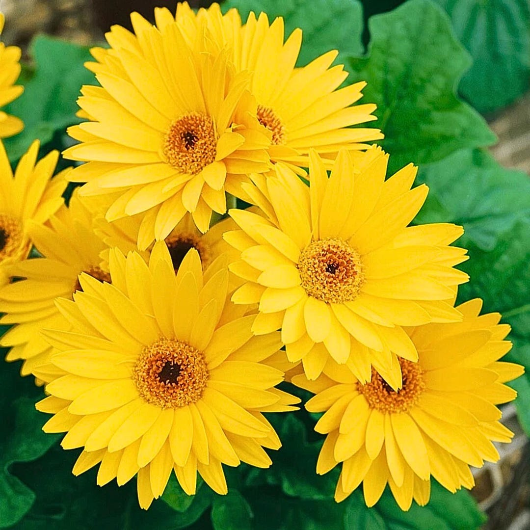 200 Yellow Gerbera Daisy Seeds for Garden Planting | Bright Golden ...