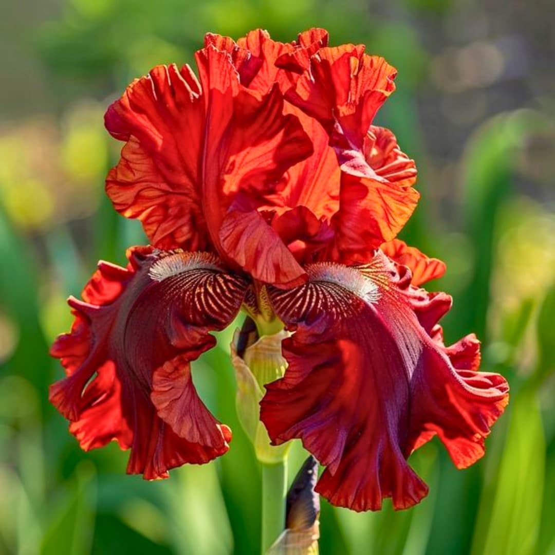 50 Red Bearded Iris Seeds | Burgundy Ruffled Perennial Flowers - Etsy