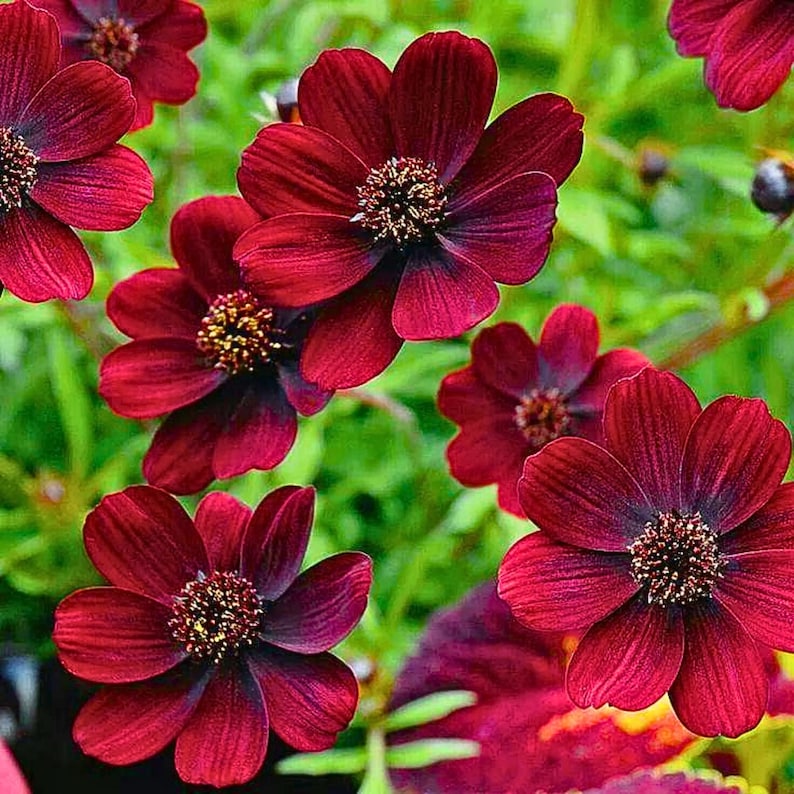200 Chocolate Cosmos Seeds – Cosmos Atrosanguineus Type for Garden ...