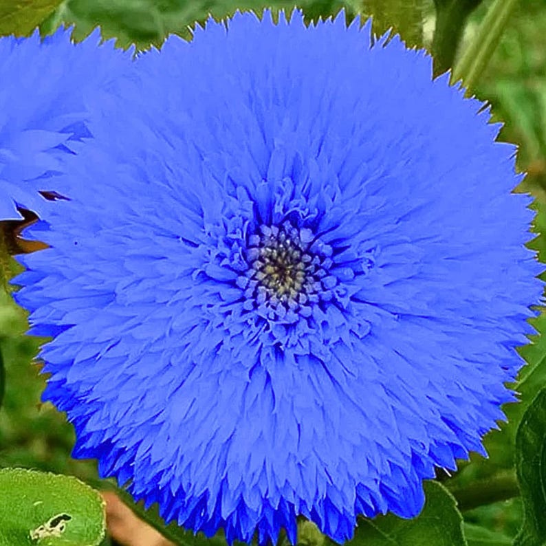 50 Blue Teddy Bear Sunflower Seeds – Purple-blue Blooms - Etsy