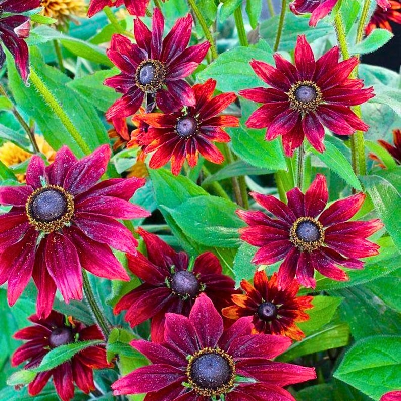 200 Moreno Rudbeckia Seeds for Garden Planting | Warm Toned Coneflower ...