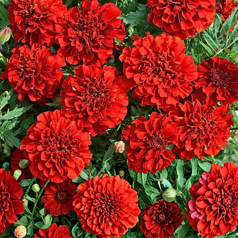 25 French Fireball Marigold Seeds | Red & Gold Bicolor Blooms - Etsy