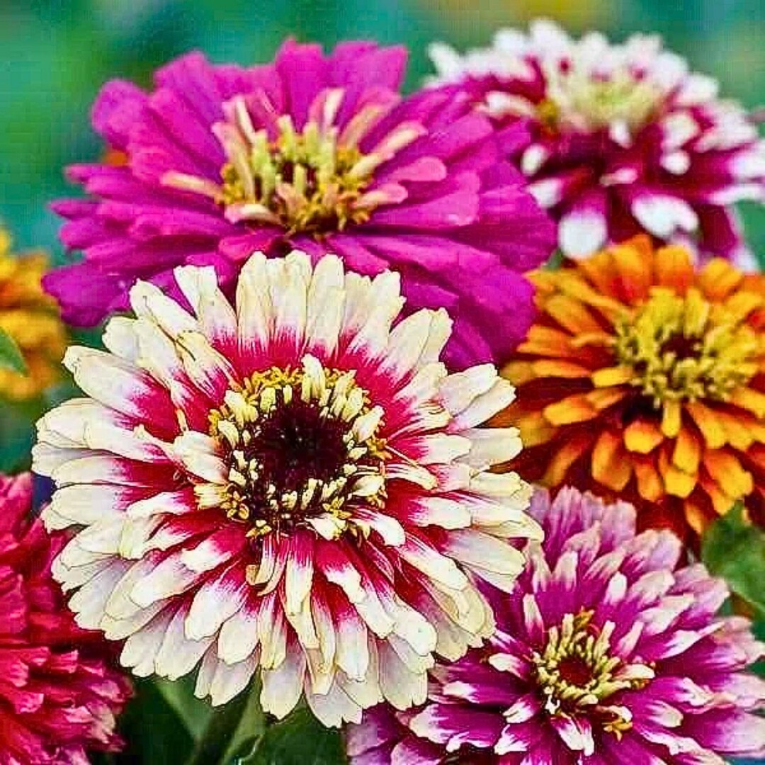 100 Whirligig Mix Zinnia Seeds for Garden Planting | Multicolor ...