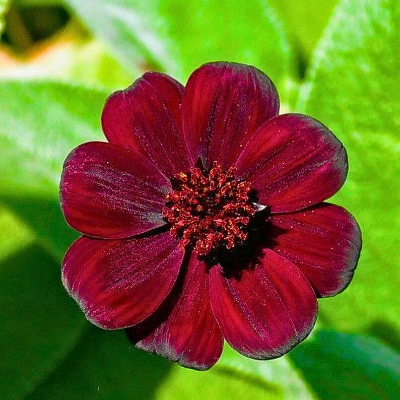 200 Chocolate Cosmos Seeds – Cosmos Atrosanguineus Type for Garden ...
