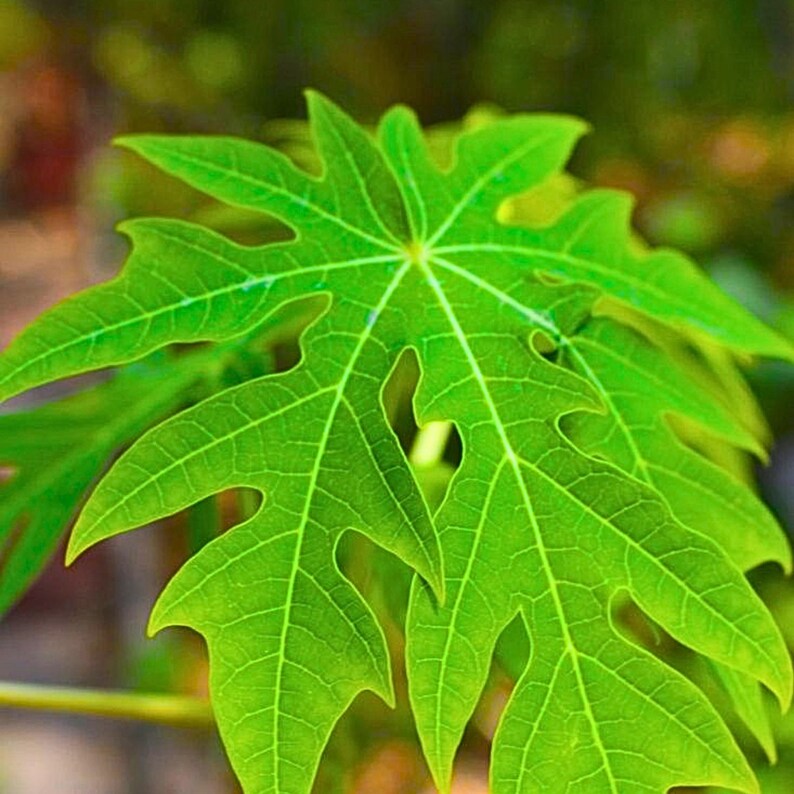 25 Oak Leaf Papaya Seeds | Tropical Fruit, Unique Foliage - Etsy