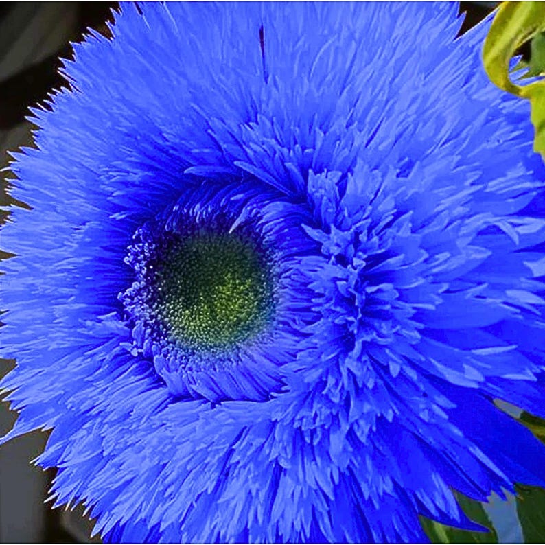 50 Blue Teddy Bear Sunflower Seeds – Purple-blue Blooms - Etsy