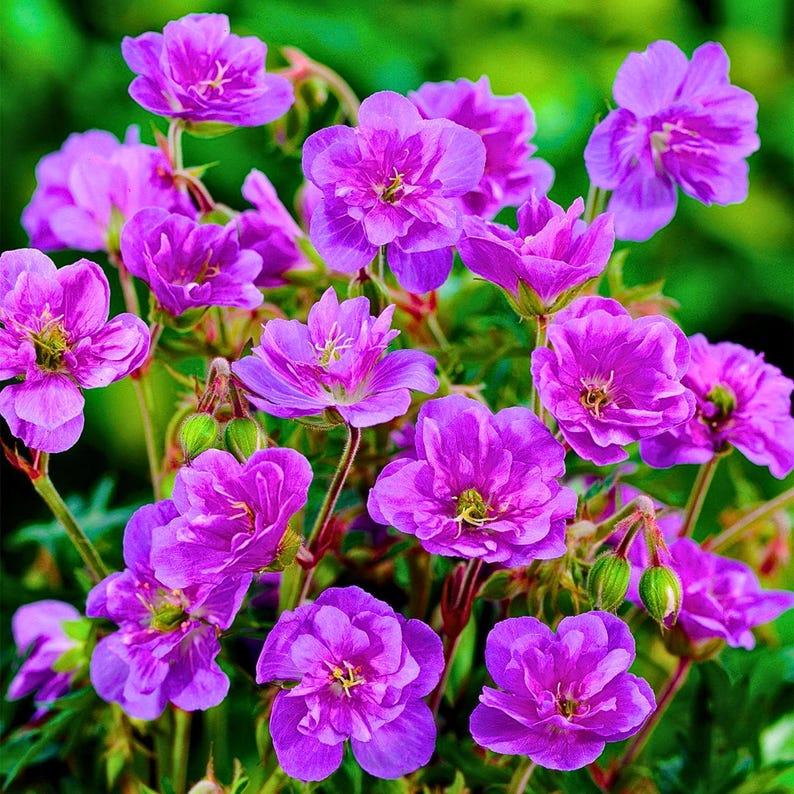 25 Plenum Geranium Seeds for Garden Planting | Double Bloom Geranium ...
