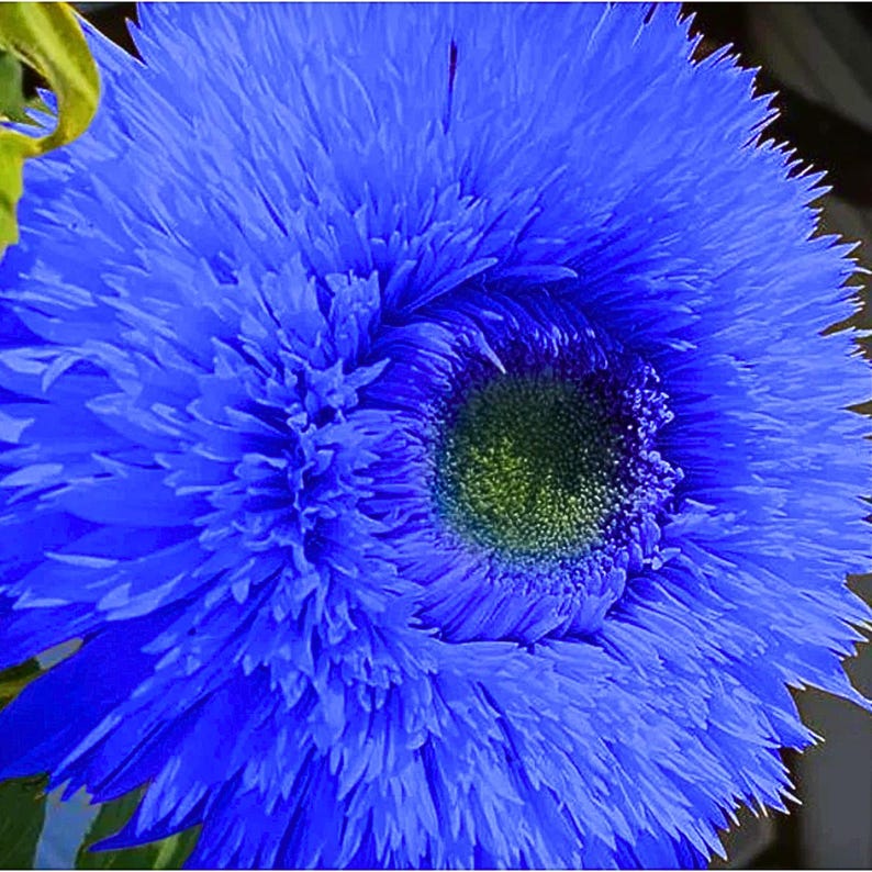 50 Blue Teddy Bear Sunflower Seeds – Purple-blue Blooms - Etsy