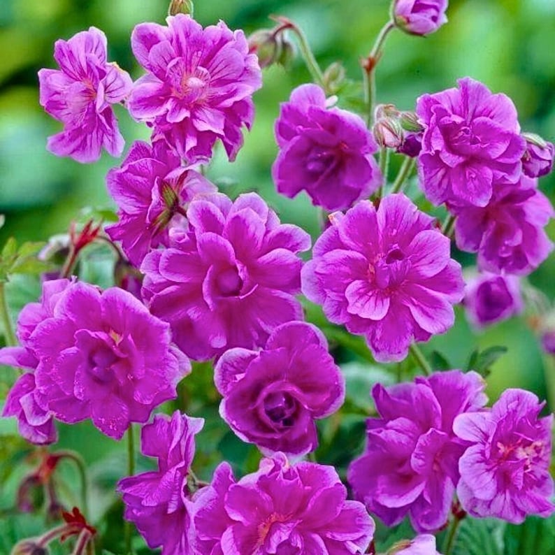 25 Plenum Geranium Seeds for Garden Planting | Double Bloom Geranium ...