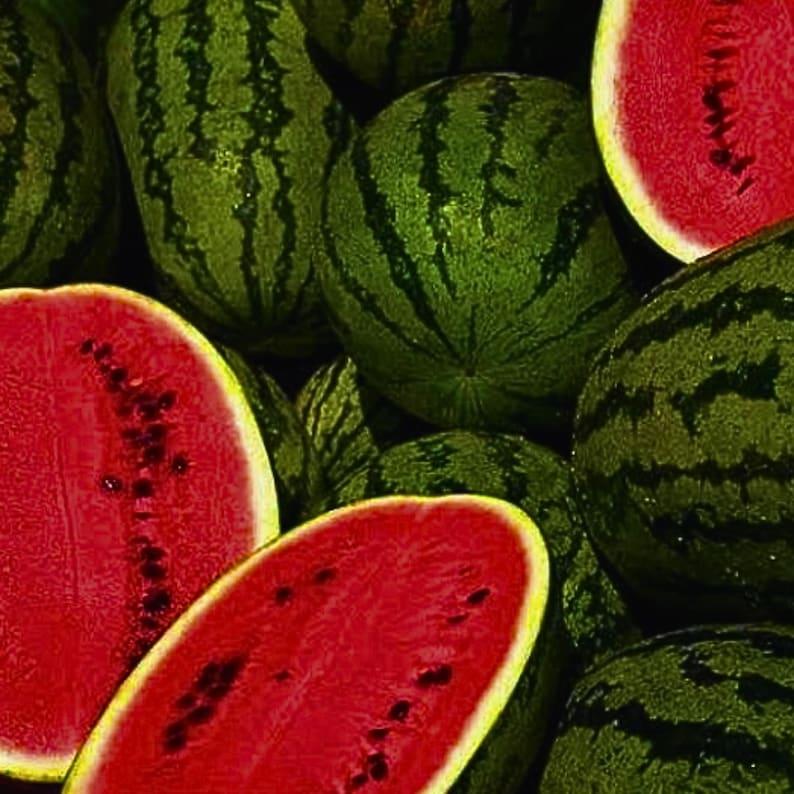 50 Secretariat Seedless-type Watermelon Seeds – Hybrid Sweet Red Flesh ...