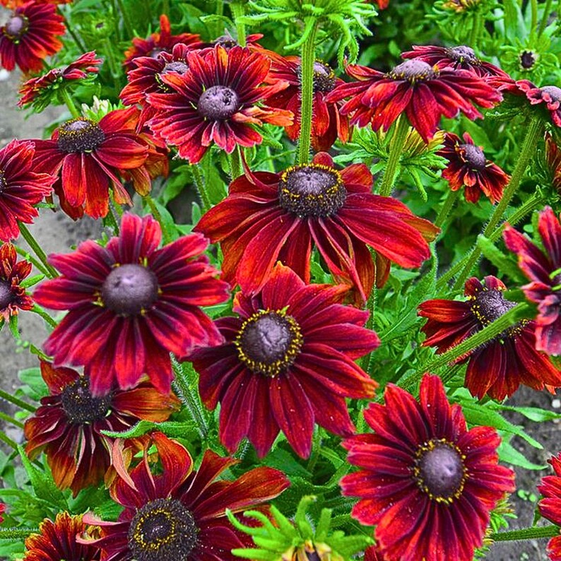 200 Moreno Rudbeckia Seeds for Garden Planting | Warm Toned Coneflower ...
