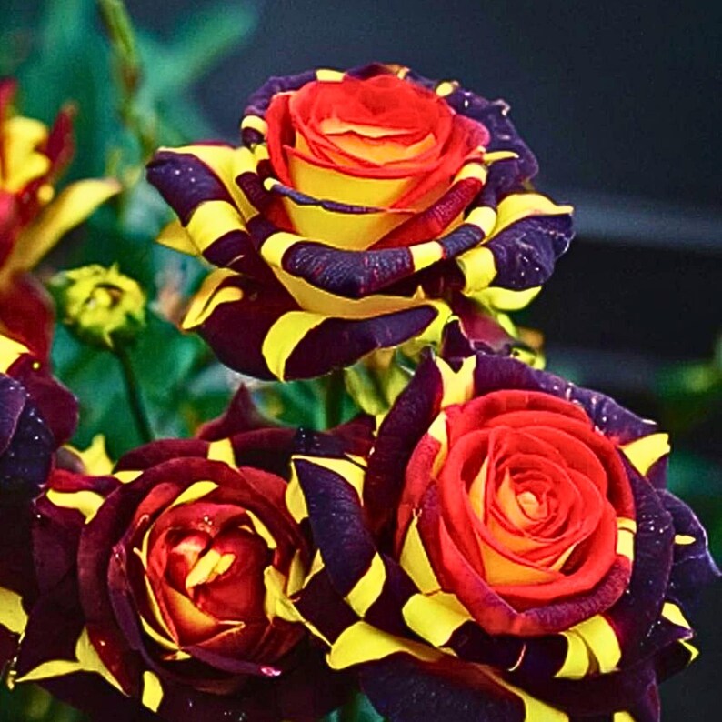 20 Firebird Rose Seeds – Rare Vibrant Garden Flowers, Non-gmo - Etsy