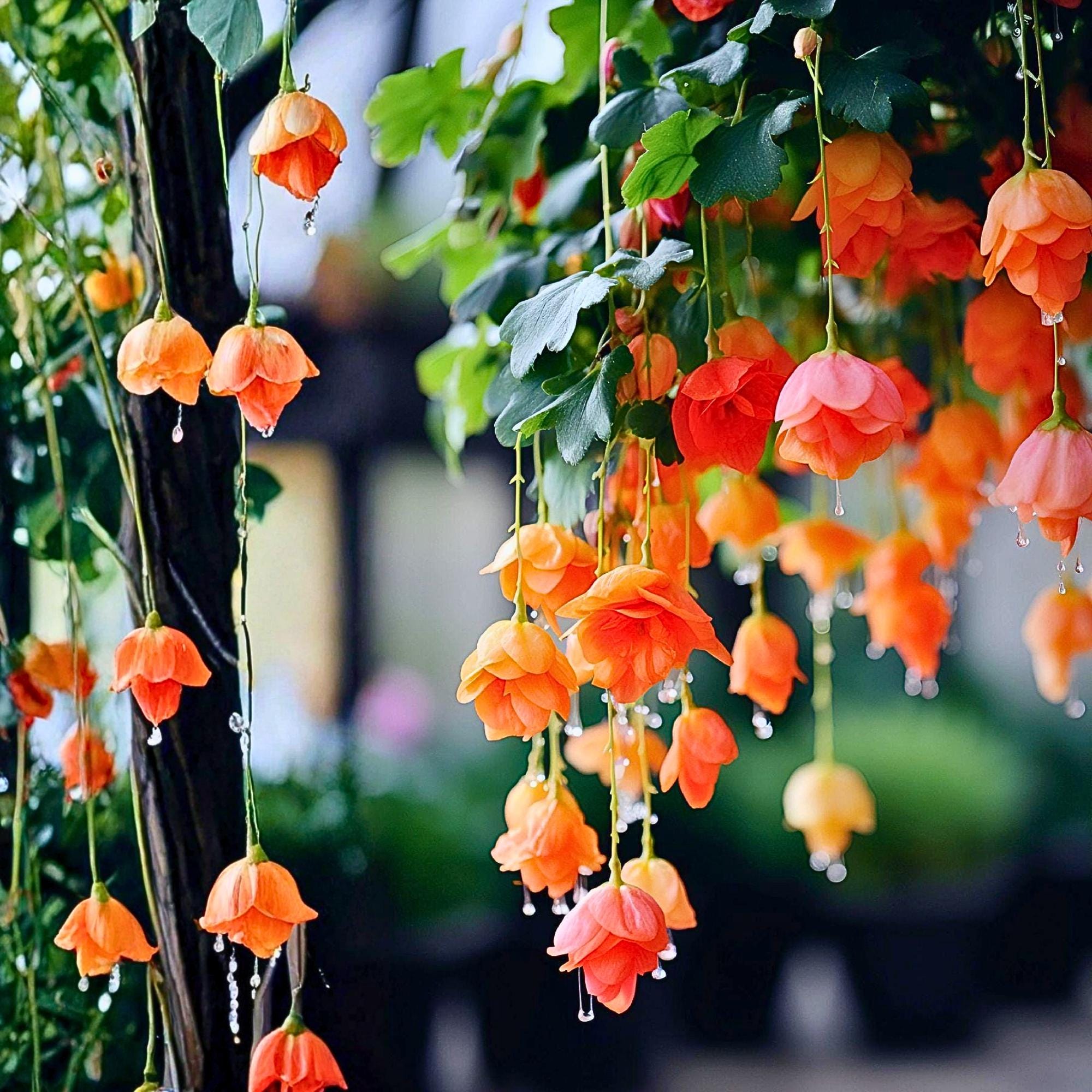 25 Orange Weeping Begonia Seeds | Cascading Blooms for Hanging Baskets ...