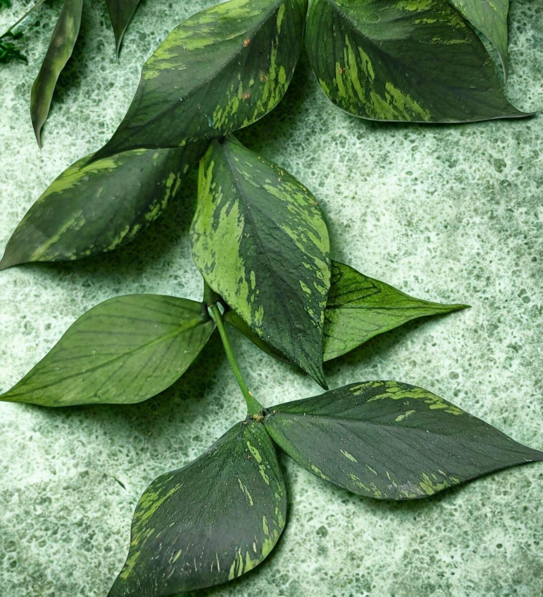 1 Hoya Polyneura Live Plant – Fishtail Hoya Rare Wax Plant Indoor ...